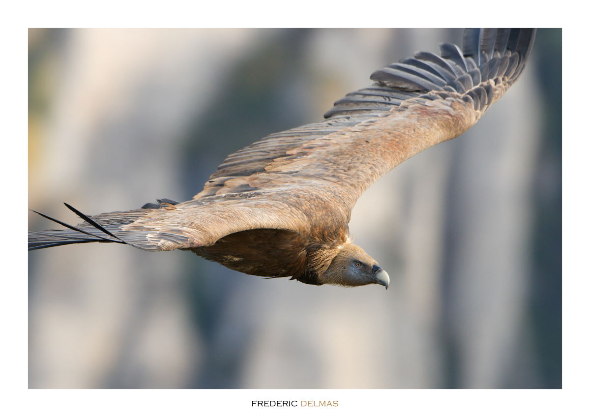Les vautours des Grands Causses de l'Aveyron - Découvrir