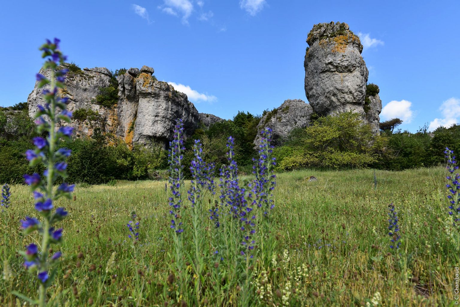 Le Larzac en fleurs - Découvrir