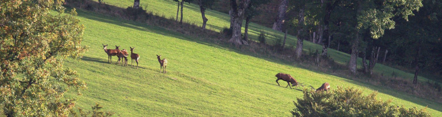 Écouter le brame du cerf en Aveyron - Découvrir